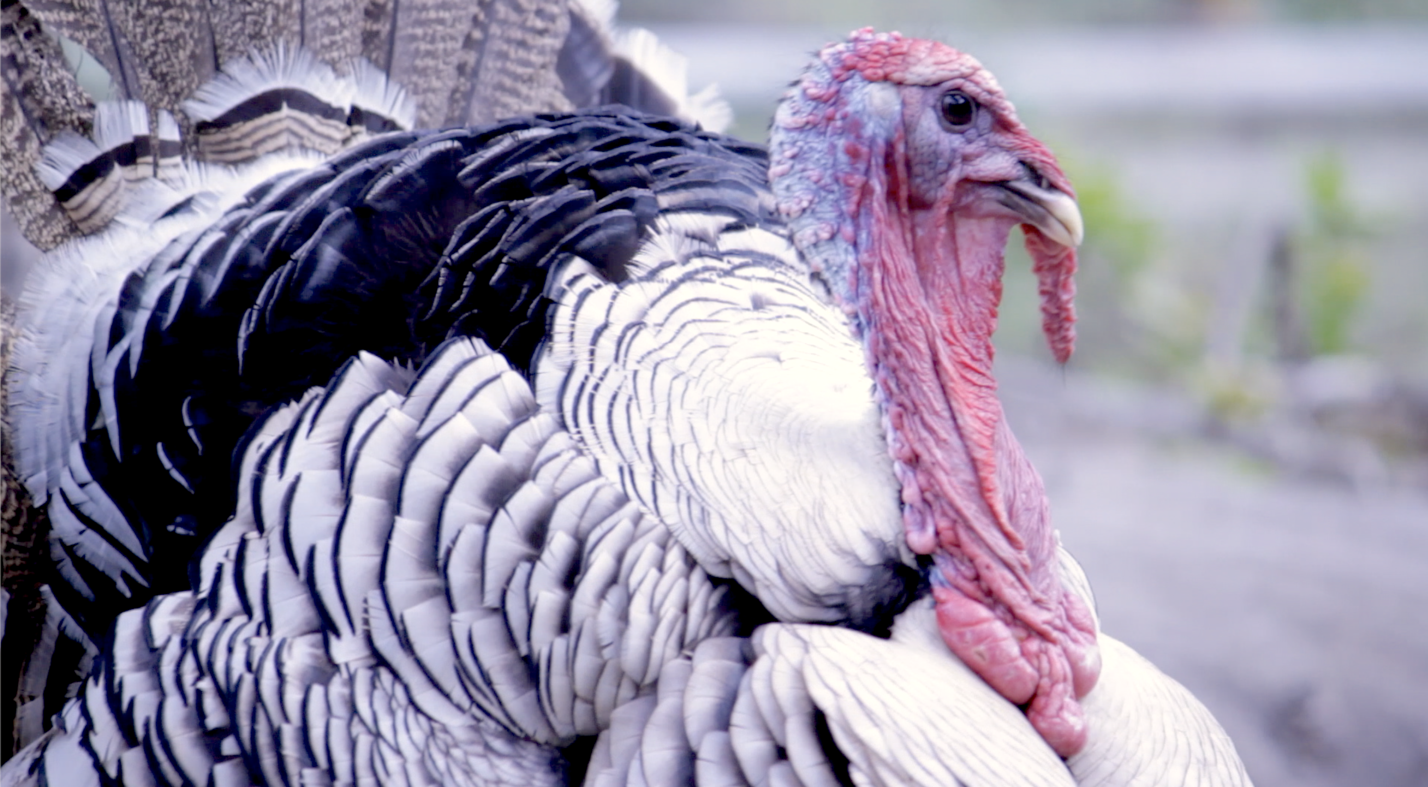 Ask the Anglers: What's the Best Way to Cook a Thanksgiving Turkey ...