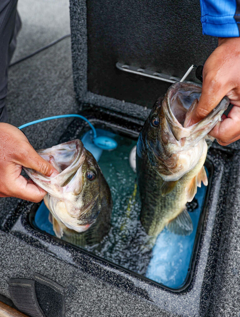 Icing your livewell is good summertime fish care, but here are a few ...