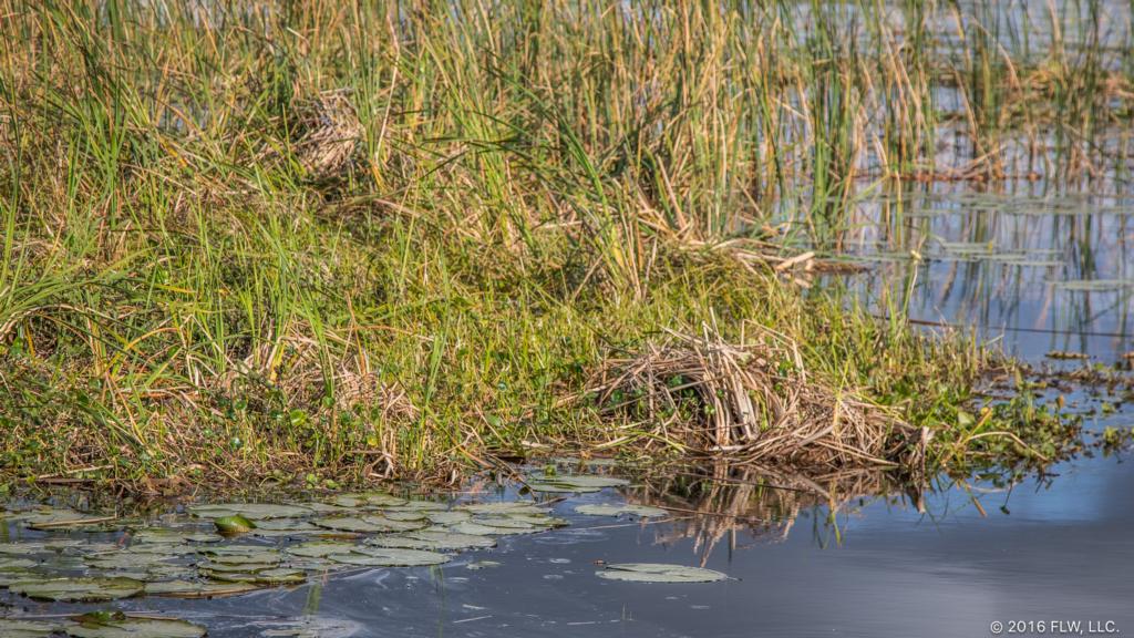 Aquatic Plant ID - Major League Fishing